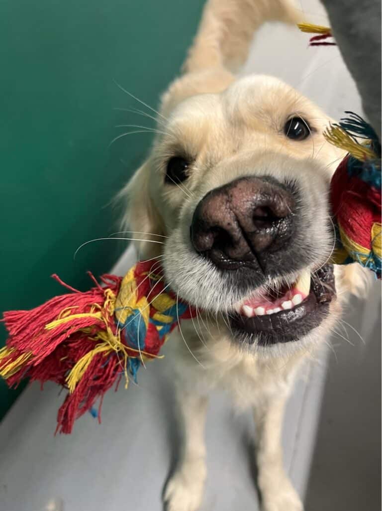 Akkar - Careers - Automotive Consulting and Recruitment